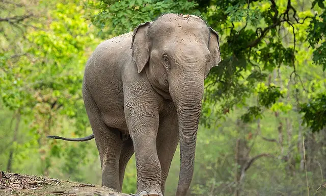Wild elephants spotted again near Goonadka on Mani–Mysuru highway