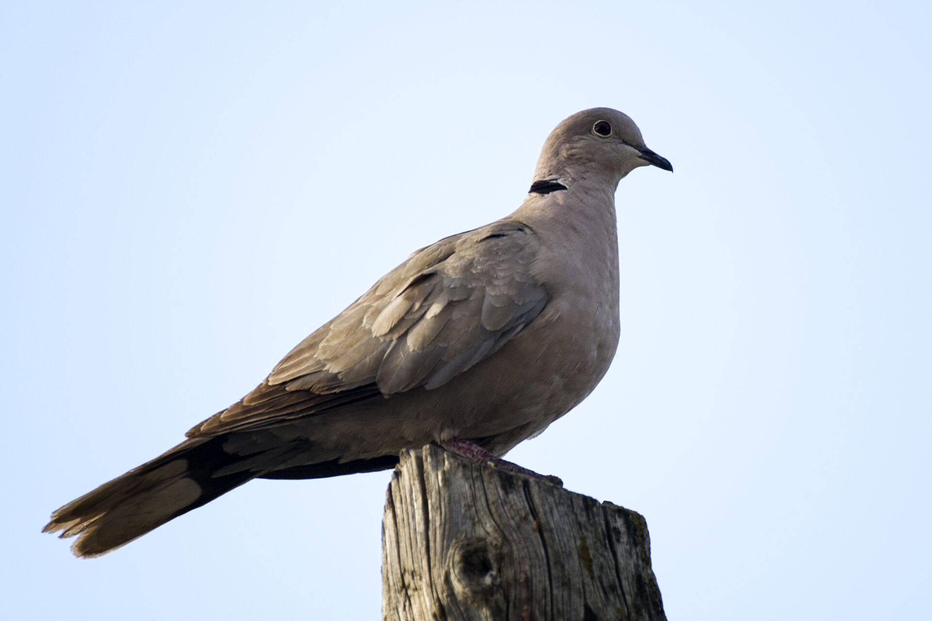 Pigeons have a hidden superpower, and it helps them never lose their way