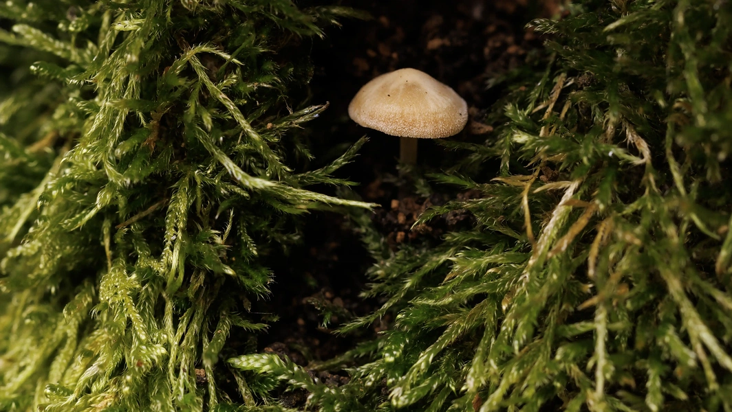 Global map reveals vast underground fungal networks storing carbon