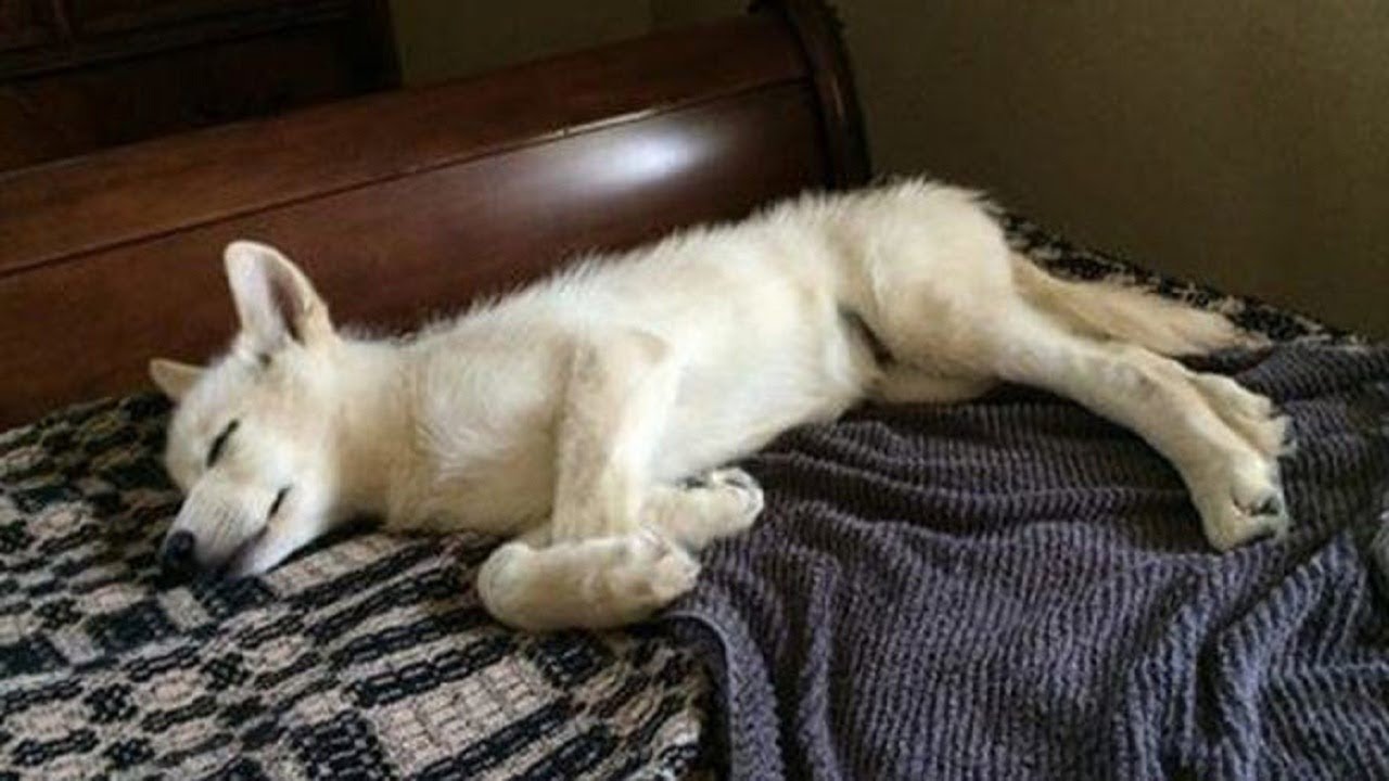 Woman buys cute ‘puppy’ from breeder, then realizes her mistake
