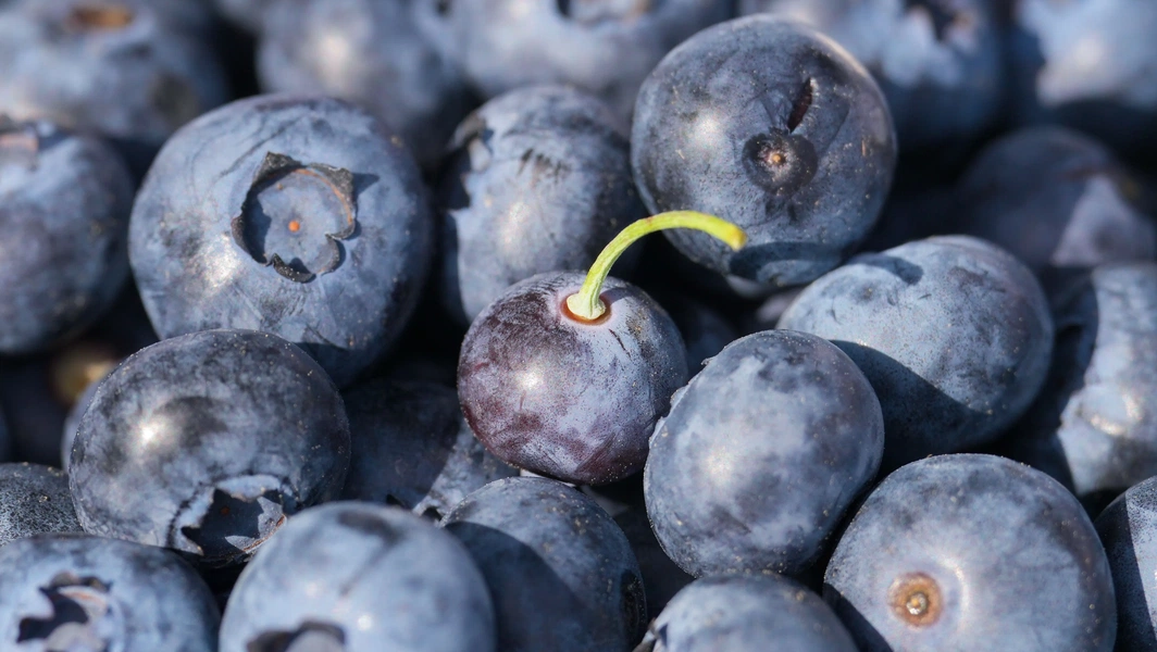 Unpacking blueberry facts and misconceptions