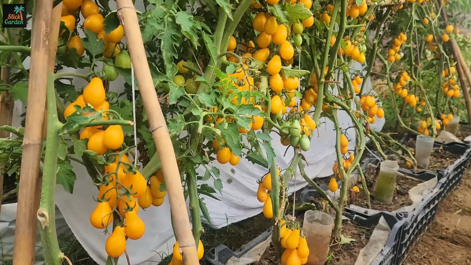3 DIY organic fertilizers to double your vegetable yield