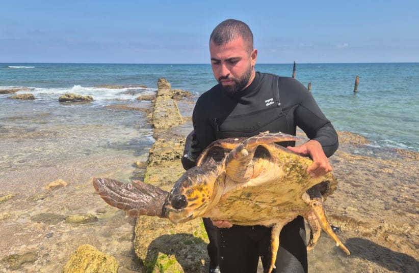 Loggerhead turtle rescued off the coast of Haifa after sea pollution ...