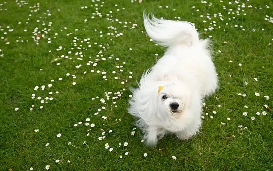 Coton de Tulear care tips for a happy long life