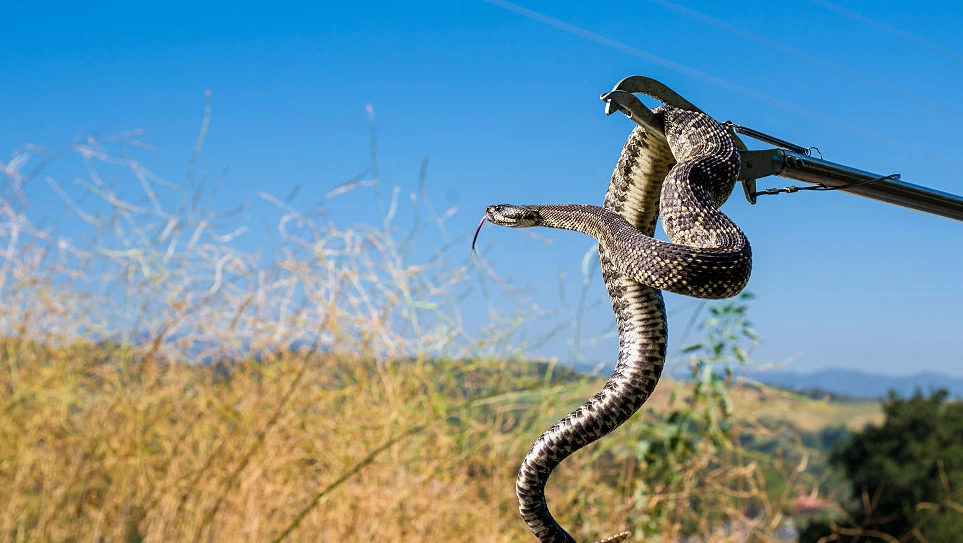 Practical methods to keep snakes away