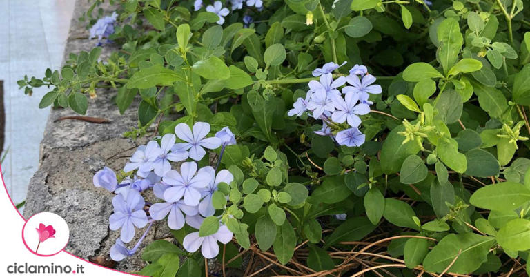 Come prolungare la fioritura del plumbago fino all’autunno