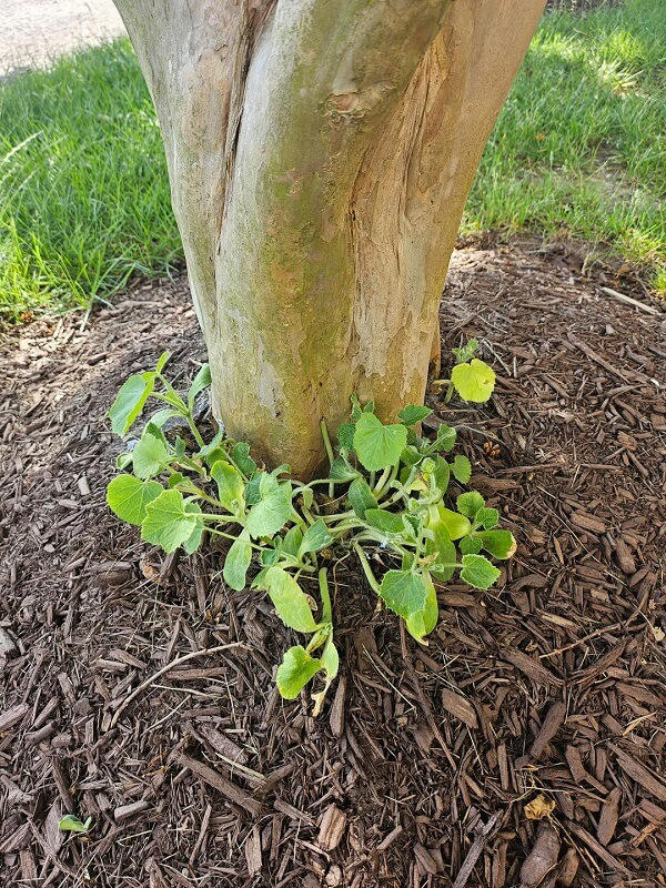 Woman dumps forgotten pumpkins beside a tree, then realizes she ...
