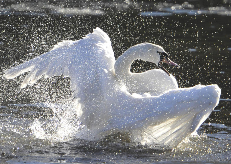 Nesting swan killed and eggs lost following dog attack in Edinburgh's ...