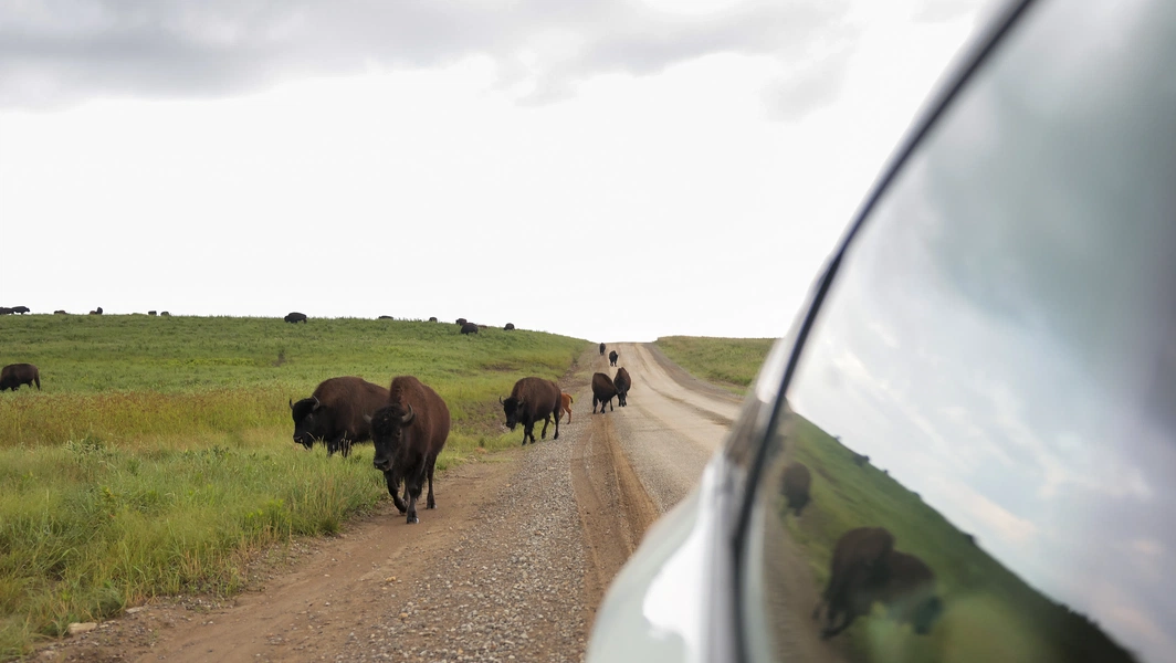 Bison are bringing the prairie back home