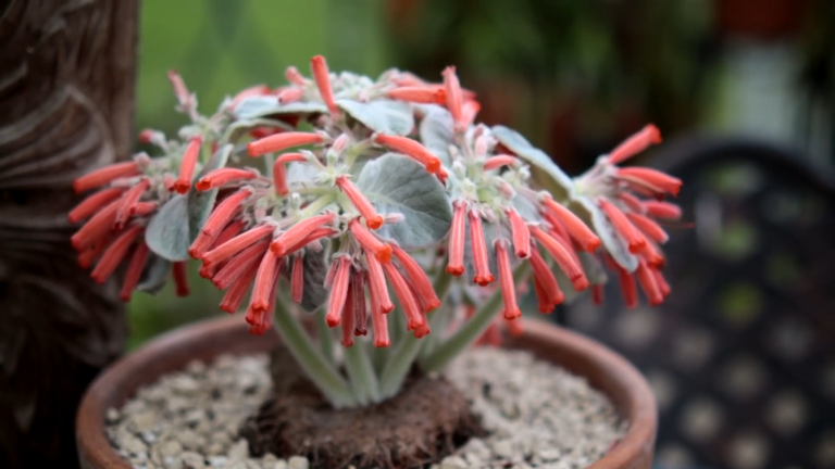 A tour of an Irish glass house filled with rare cacti, orchids and ...