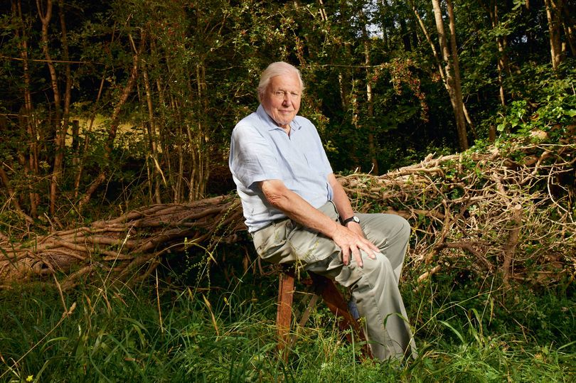 Cat owners urged by David Attenborough to make 1 simple change immediately