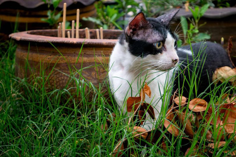 Cat owners urged by David Attenborough to make 1 simple change immediately