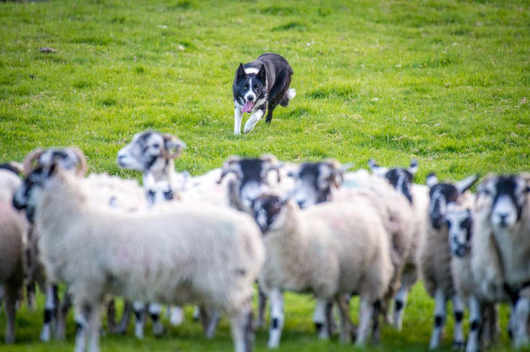 Farmer reported to RSPCA for rounding up his own sheep by busybody ...