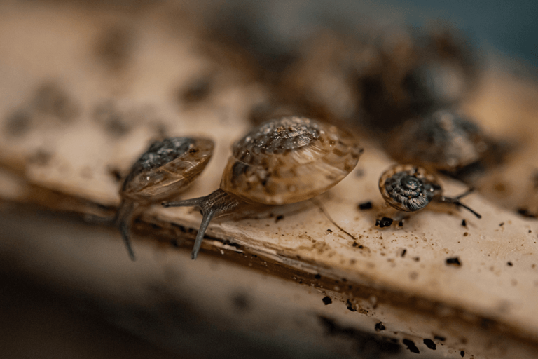 Council killjoys scrap children's snail race after animal rights ...