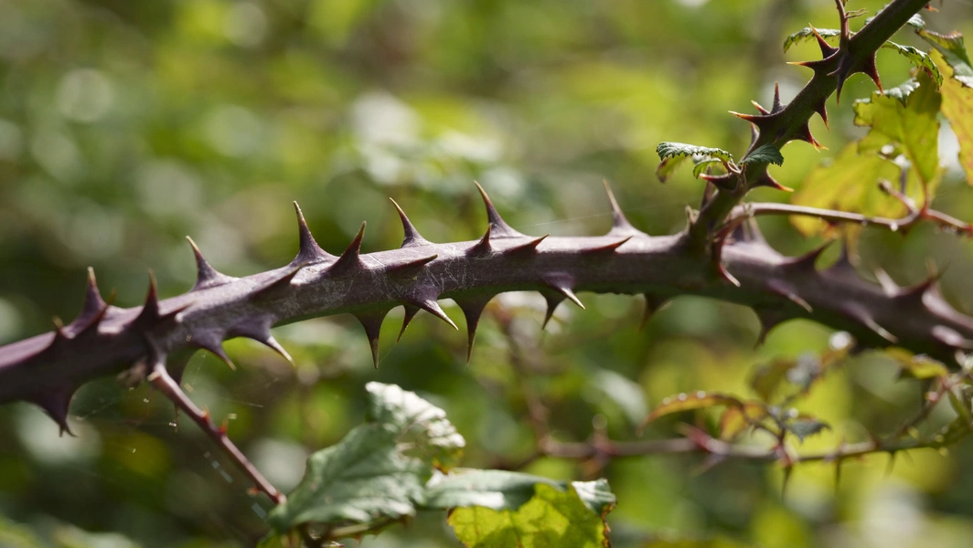 The origins and legacy of the Bramble cocktail