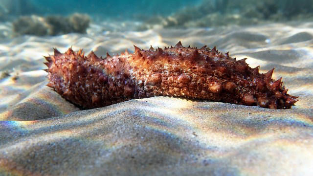 A redefinition of what it means to be alive: Sea cucumber tissue cut ...