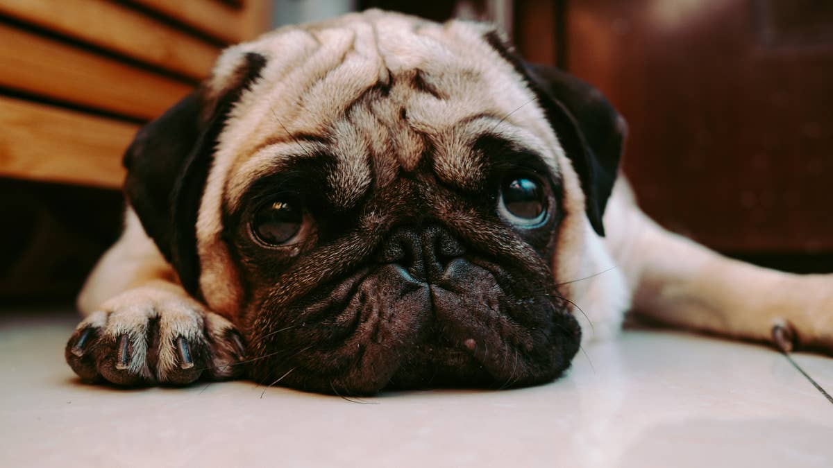 Pug reveals his 'top 5 horror movies,' and No. 1 is every dog parent's ...