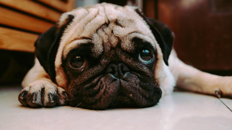 Pug reveals his 'top 5 horror movies,' and No. 1 is every dog parent's ...