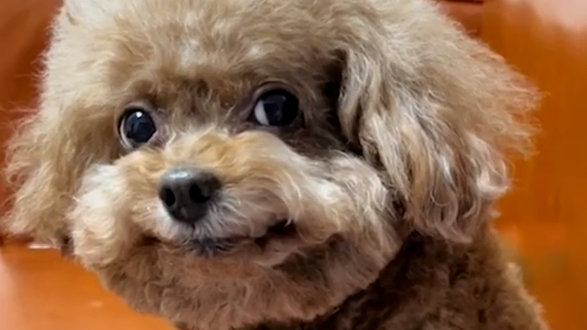 The world's happiest dogs have gone viral for their adorable smiles