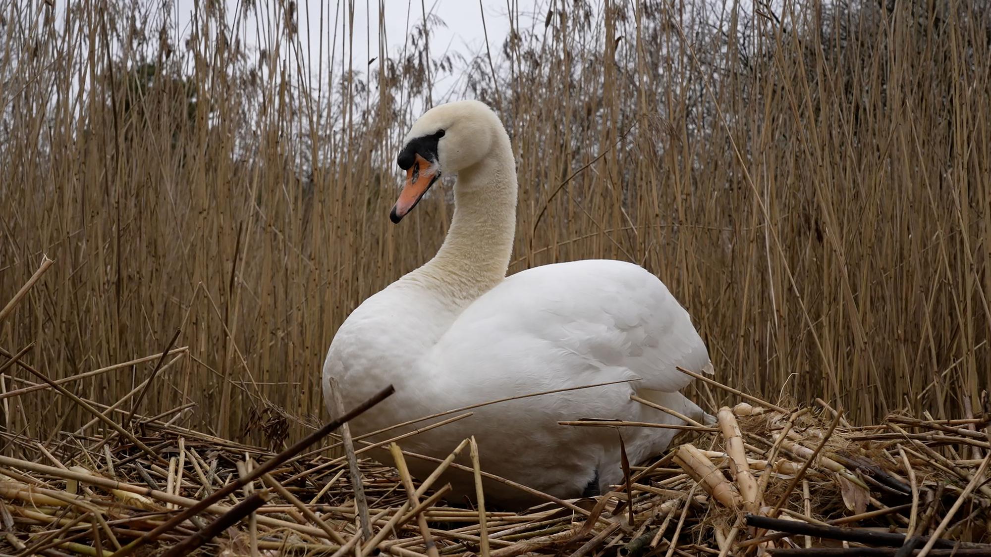 Nesting swan killed and eggs lost following dog attack in Edinburgh's ...