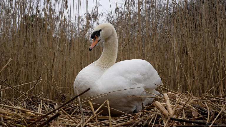 Nesting swan killed and eggs lost following dog attack in Edinburgh's ...