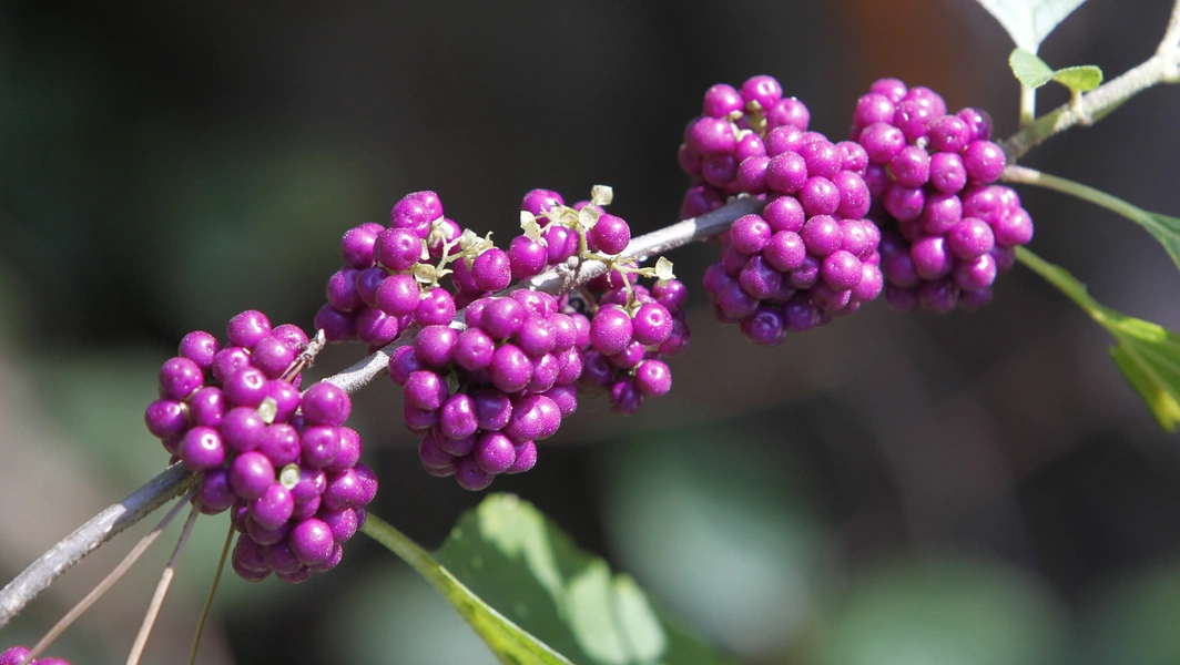 6 low-maintenance plants for colorful, resilient porches