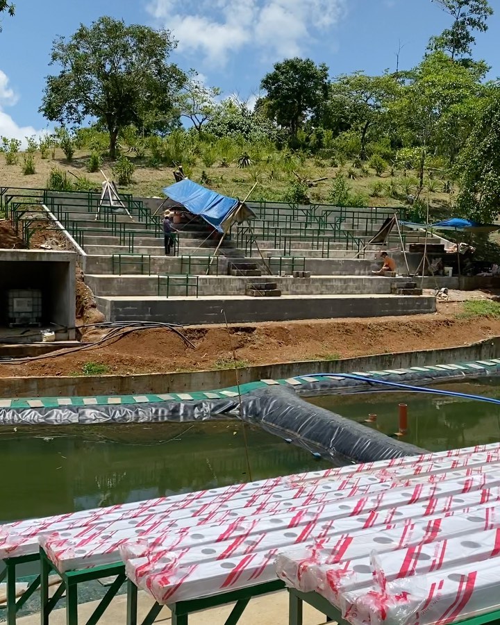 Aquaponic pond update from the farm