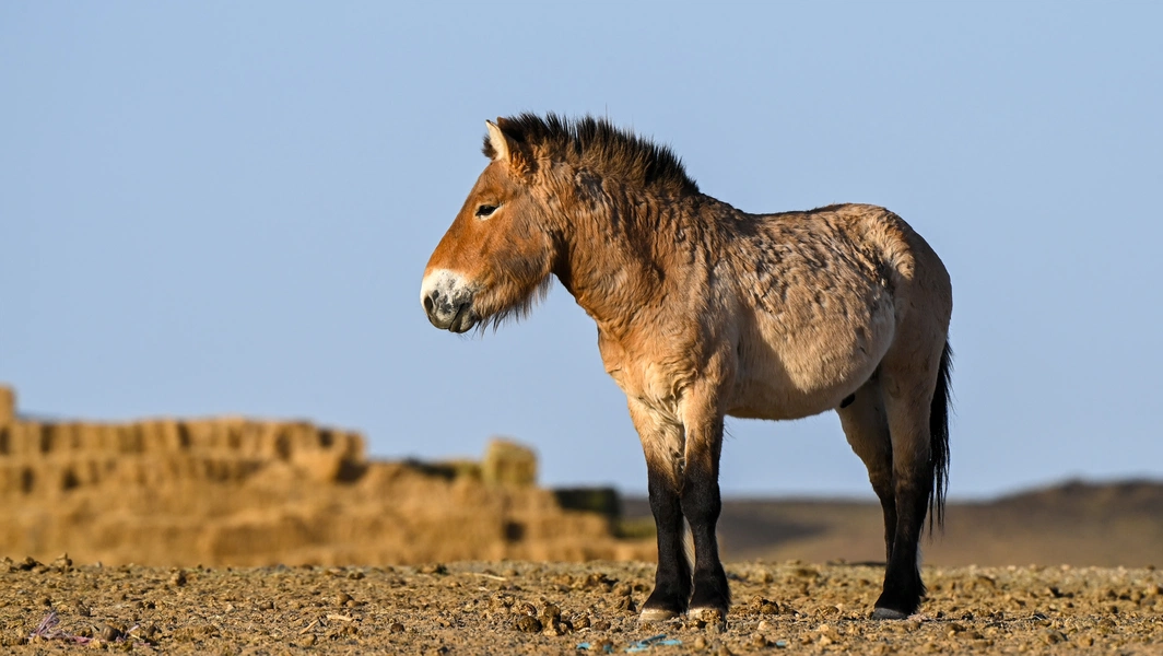 13 species lost, found, and fighting for survival