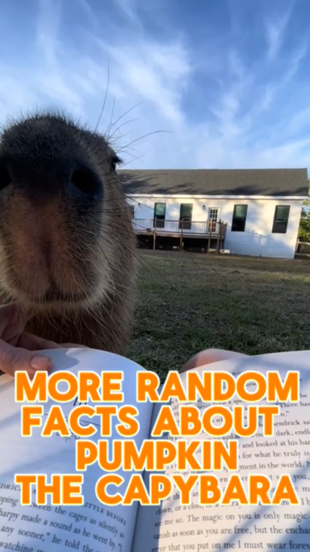 Discover why capybaras are so lovable and funny