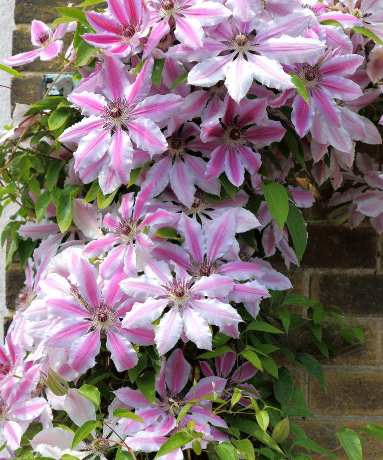 7 container plants that thrive in north-facing gardens – and bring ...