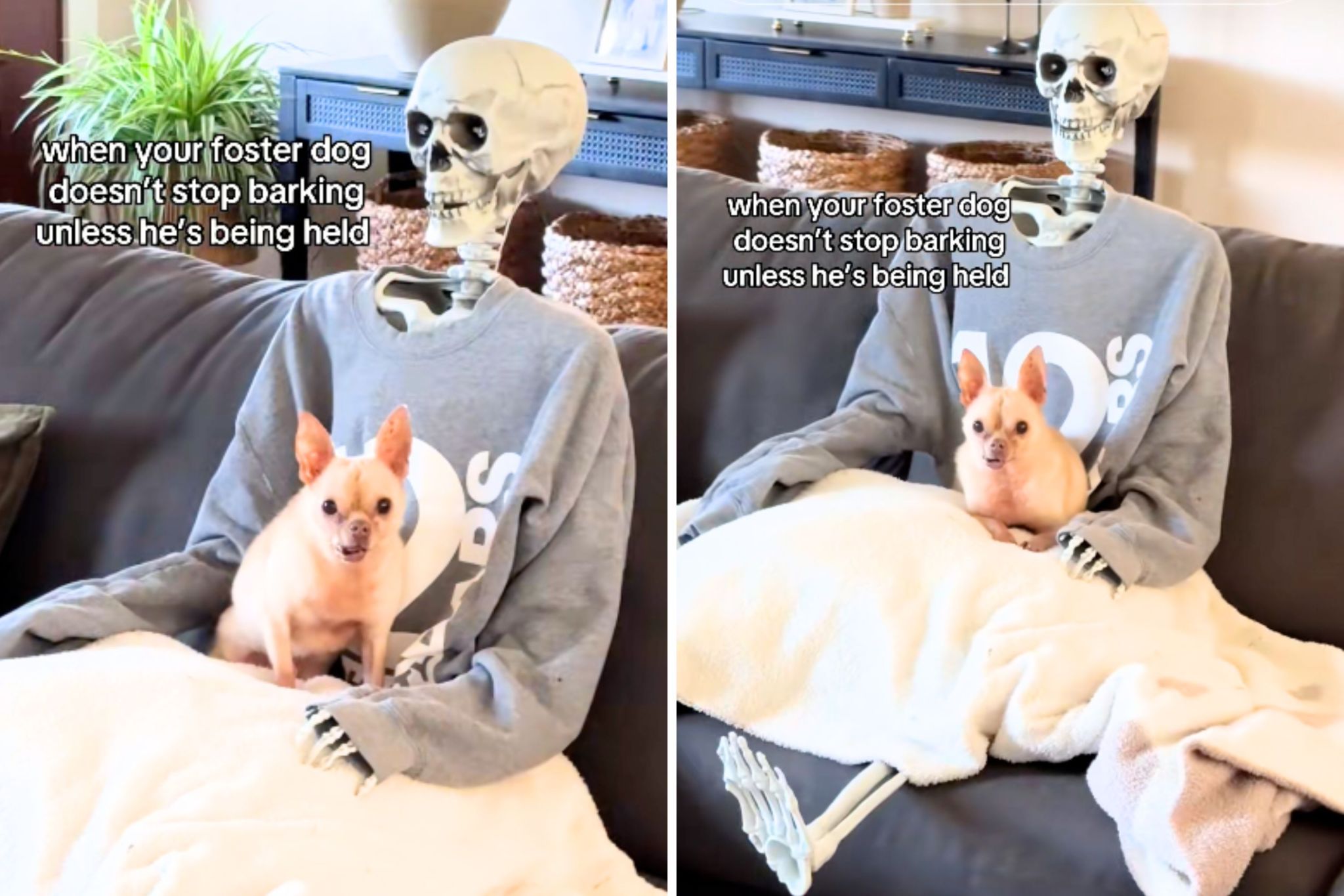 Anxious foster dog needs to be held 24/7—owners devise hilarious solution