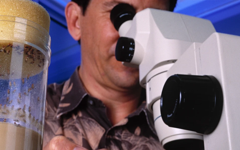 'Selection shadow' theory links evolution to modern aging diseases