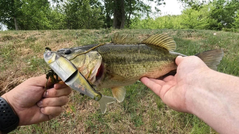 How a beginner glide bait can transform a bass fishing session on the water