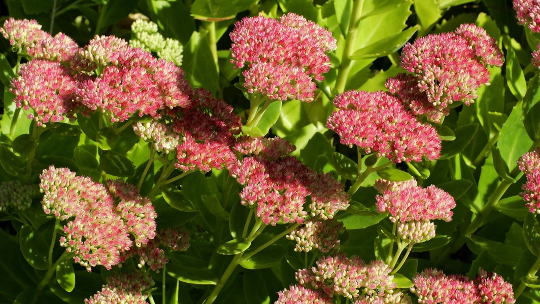6 low-maintenance plants for colorful, resilient porches