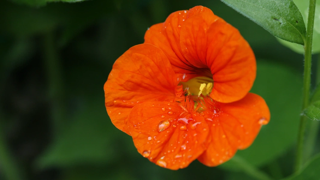 13 colorful flowers that reseed themselves