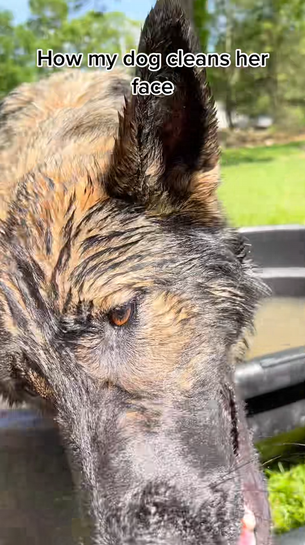 My dog has her own way of cleaning her face and it’s hilarious