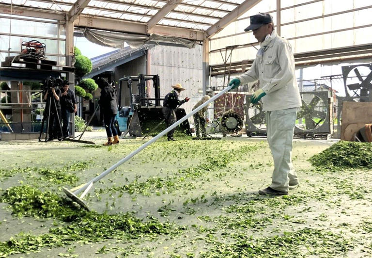 広がる緑のじゅうたん 上板町で「藍粉成し」始まる