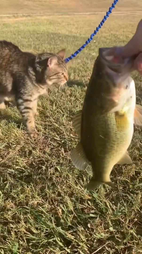 A cat that doesn’t like fish. I didn’t expect this at all