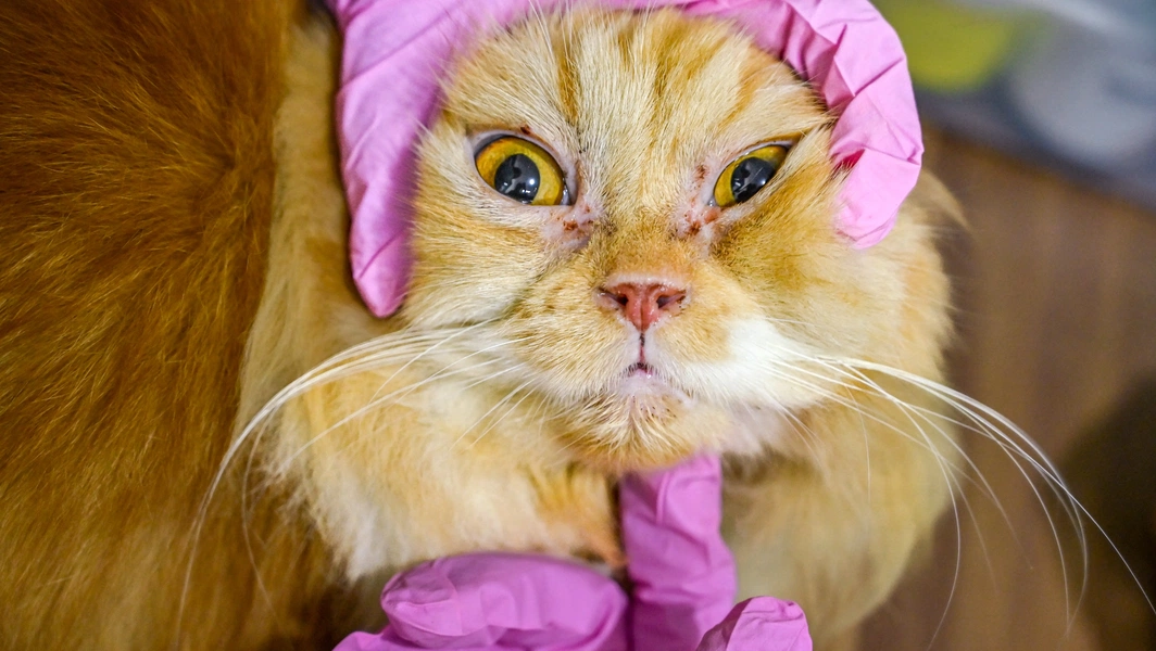 Recognizing signs of pain in cats