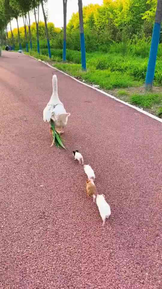 POV a giant goose accidentally became the leader of a tiny mouse parade ...