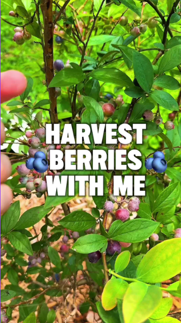 How to grow and harvest blueberries faster this season