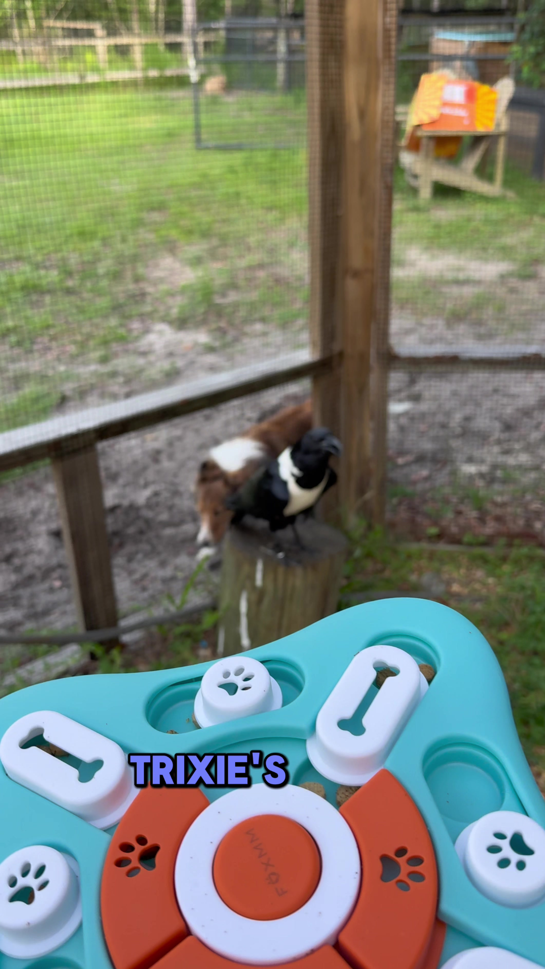 Watch Trixie work through her mealtime brain teasers
