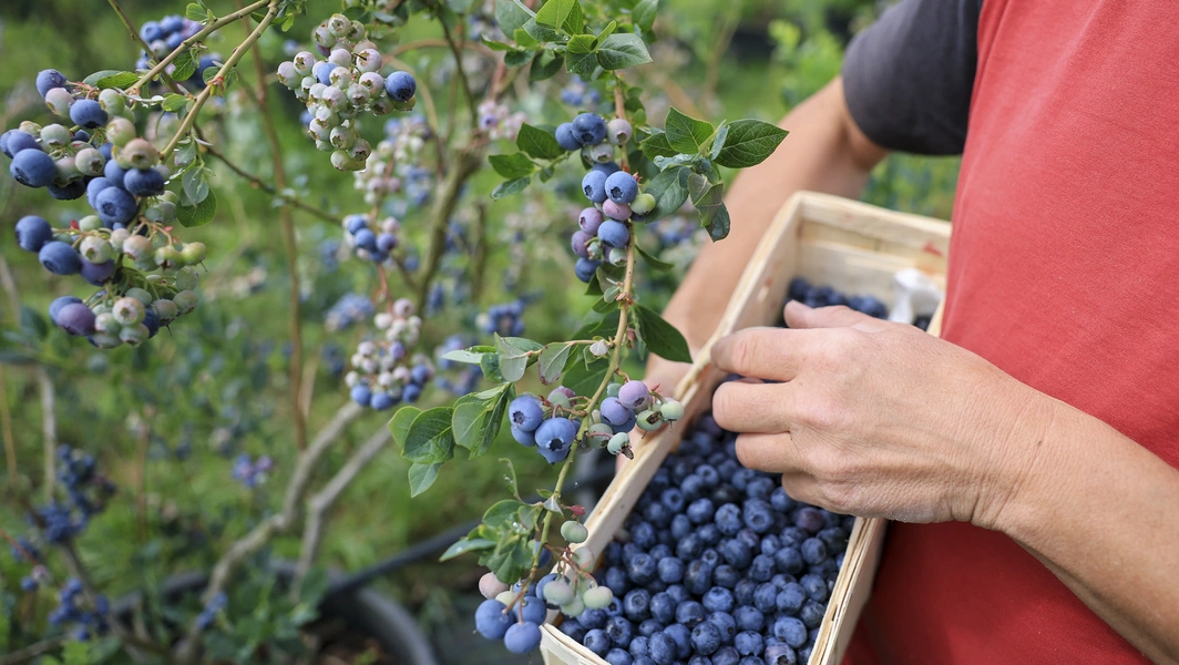 Unpacking blueberry facts and misconceptions