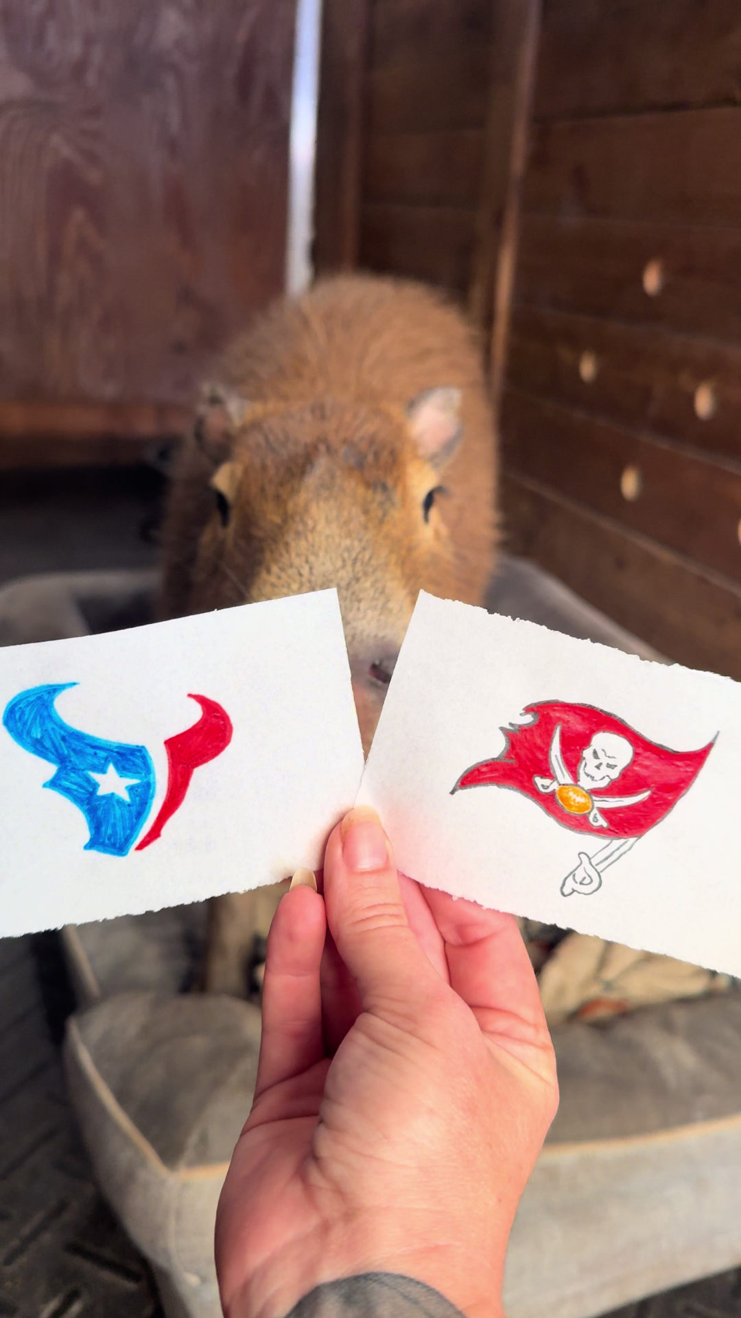 Cheesecake the Capybara Chooses the Bucs While Stevie Picks