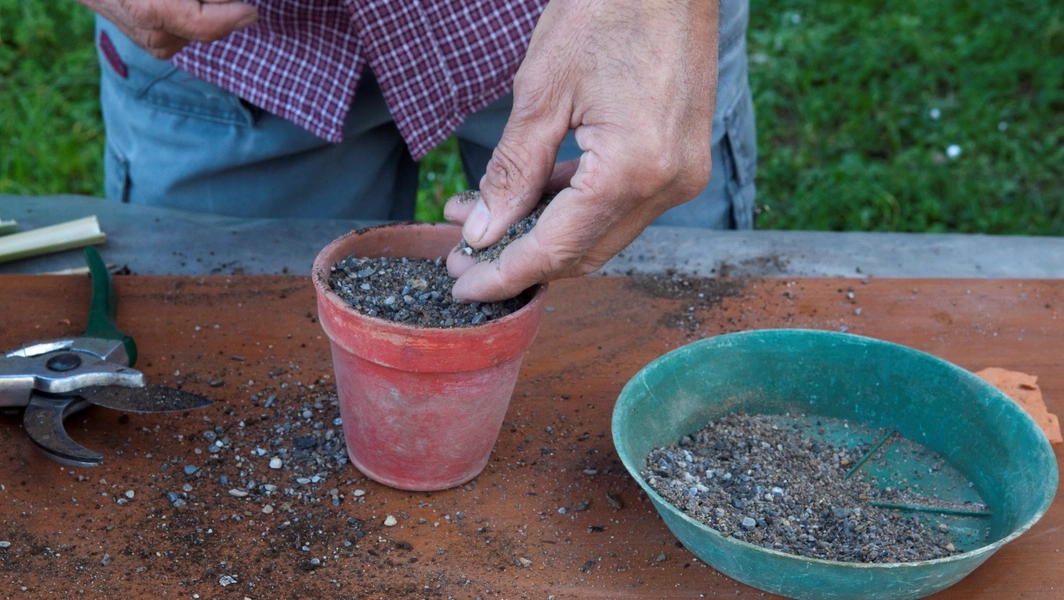 Cactus care made simple for thriving plants