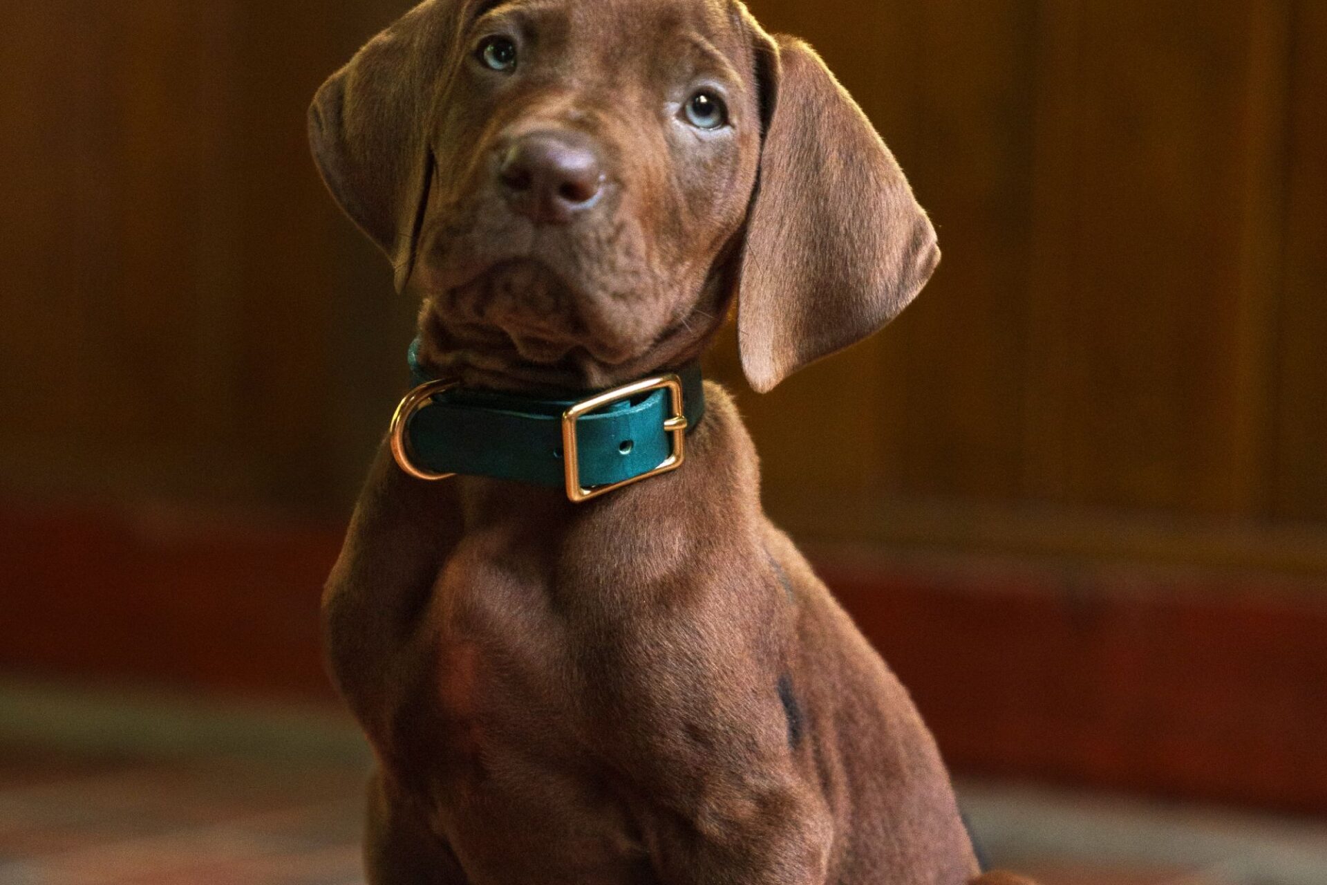 What will the new 'Scooby Doo' will be like? Hint - it's a real dog...