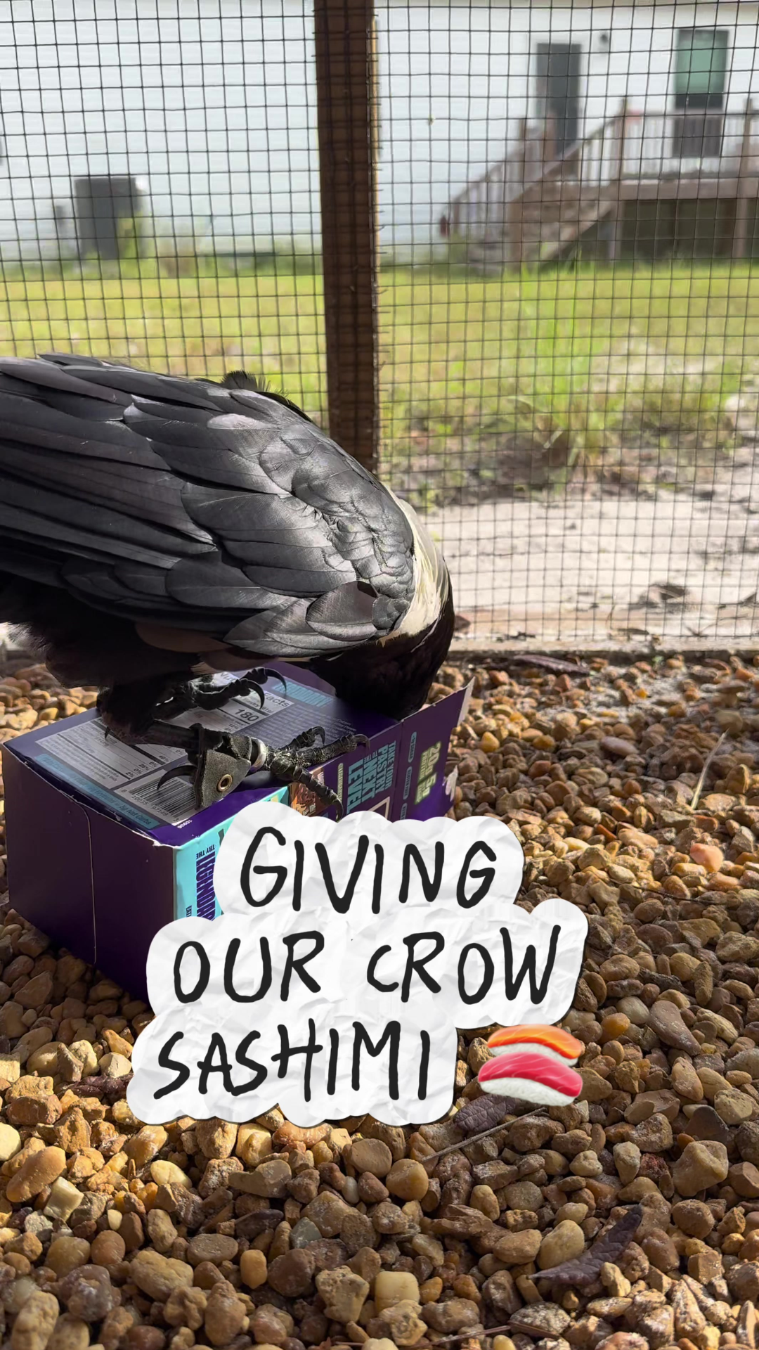How omnivorous crows like Trixie stay healthy and strong