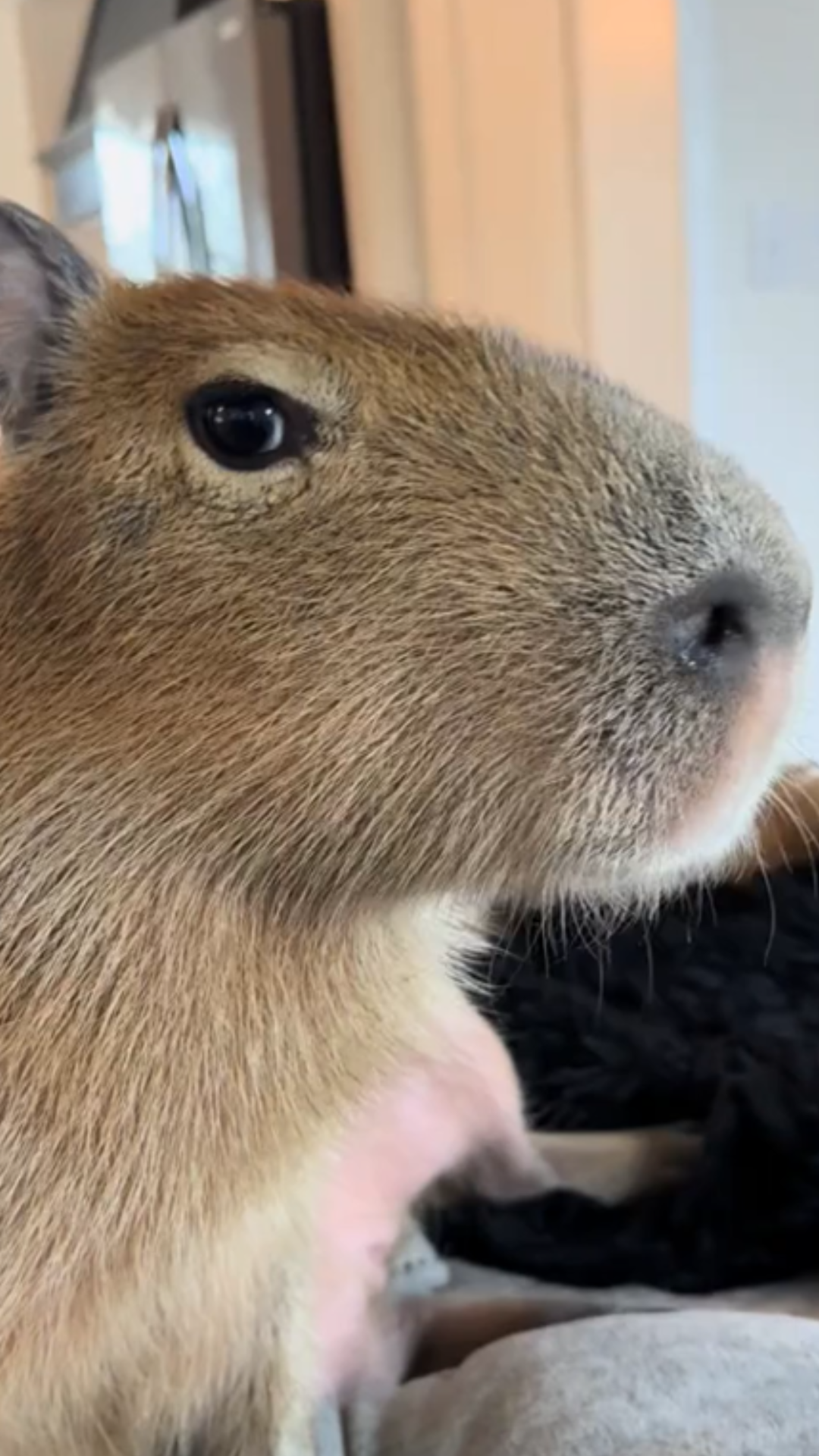 Entertaining capybara behavior you have to see