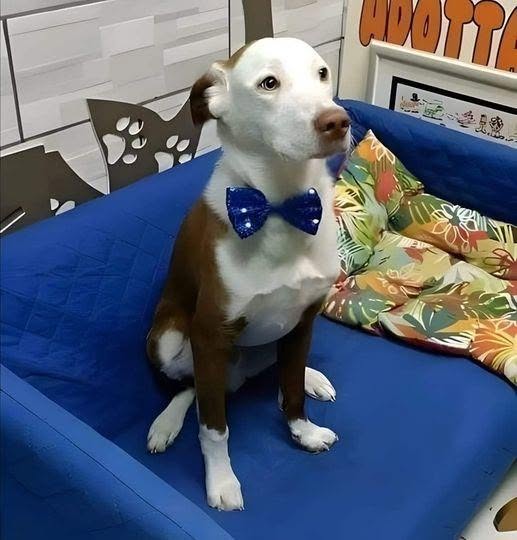Va in rifugio e trova il cane che lo aspettava dietro la porta: "Non ...