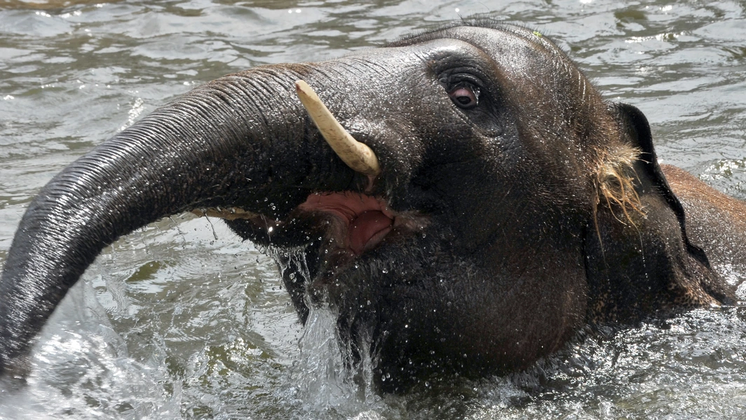 10 funny and unusual animal encounters